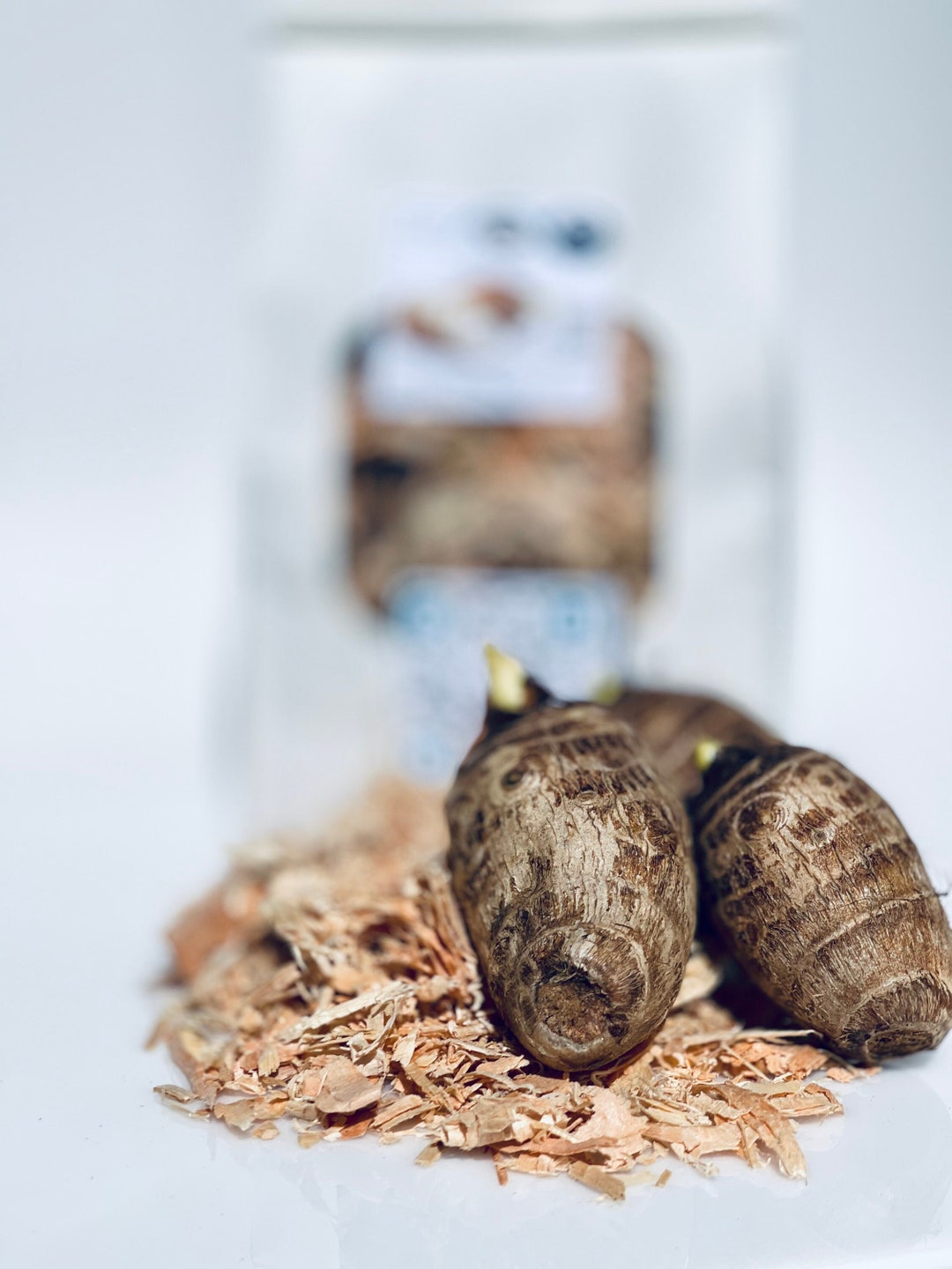 3 Green Elephant Ear Taro Bulbs for Growing and Eating! 100% ...