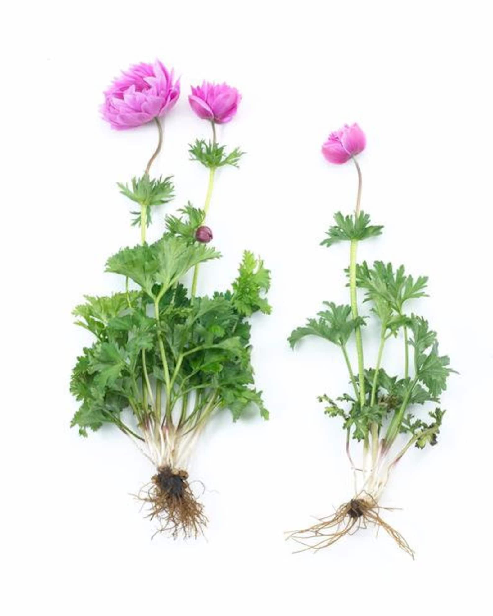 Anemone Flower Bulbs for Planting (5) - Easy to Grow Corms, Beautiful ...