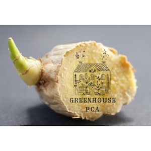 3 Organic Peruvian Ginger Rhizomes for Planting. Bulbs Will Arrive Pre ...