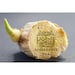 3 Organic Peruvian Ginger Rhizomes for Planting. Bulbs Will Arrive Pre ...
