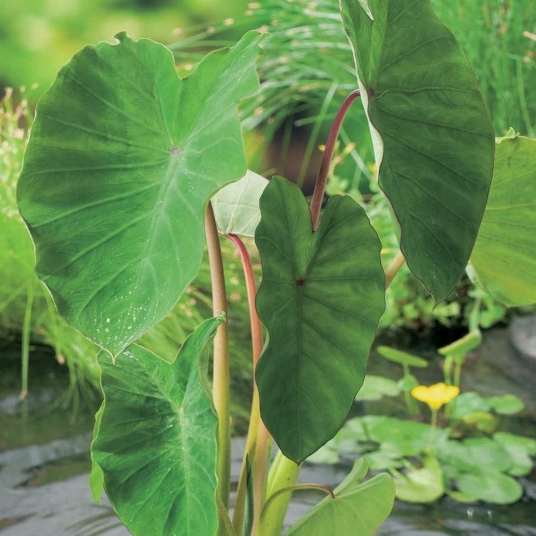 3 Live Elephant Ear Taro Bulbs for Exotic Garden Landscaping and Edible ...