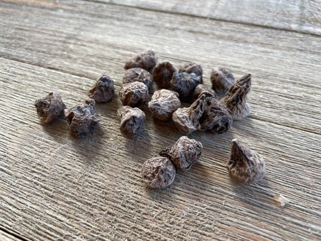 Anemone Flower Bulbs for Planting (5) - Easy to Grow Corms, Beautiful ...