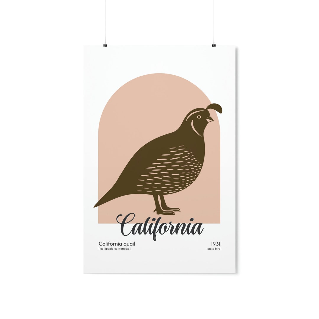 California State Bird Poster, California Quail Wall Art, Callipepla ...