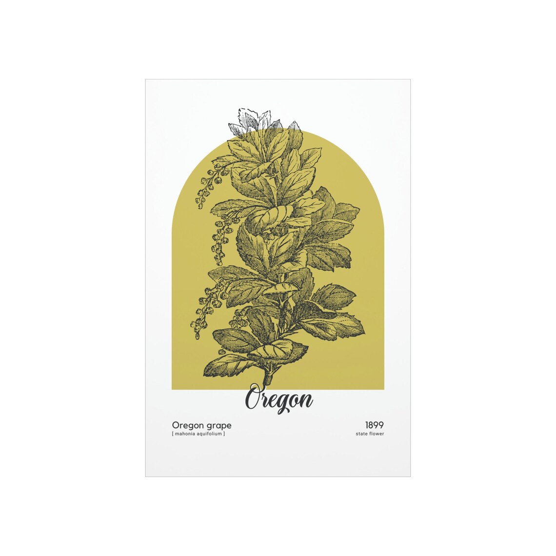 Oregon State Flower Poster, Oregon Grape Wall Art, Holly Leaved ...