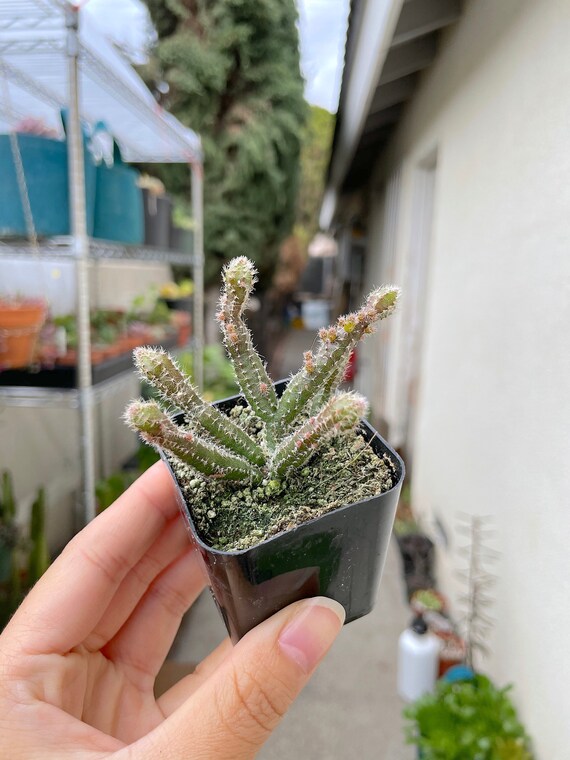 2 Mouse Tail Cactus Rhipsalis Baccifera Subsp. Horrida - Etsy