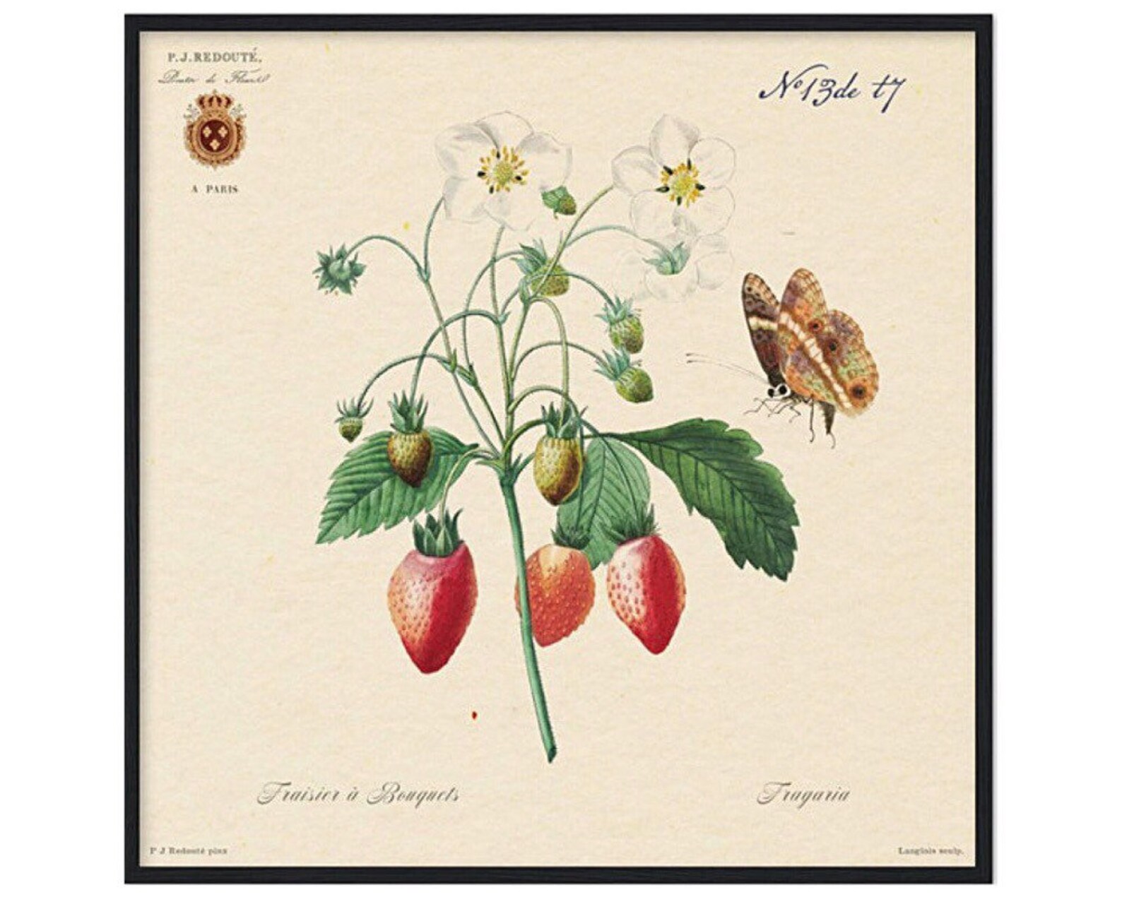 Set of Four Fruit Botanical Prints Vintage French Artworks | Etsy