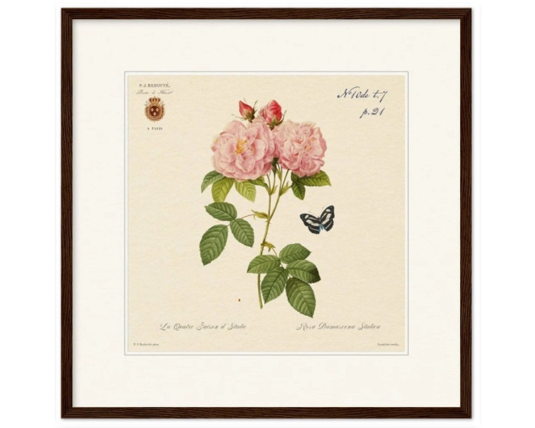 Italian Pink Rose Botanical Print by Redouté, 1827. Vintage Pink Rose ...