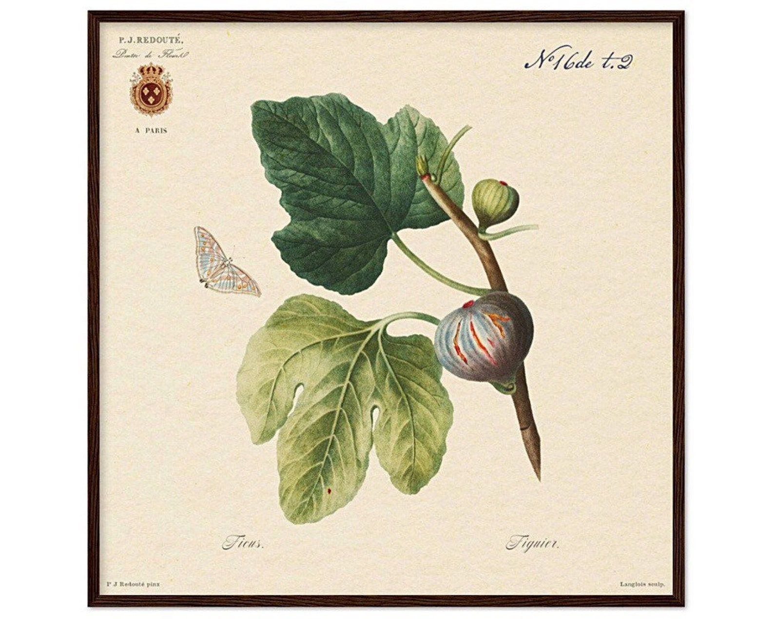 Set of Four Fruit Botanical Prints Vintage French Artworks - Etsy