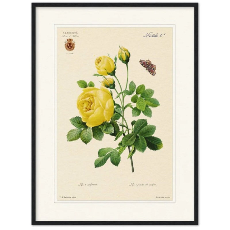 Botanical Rose Print - Etsy