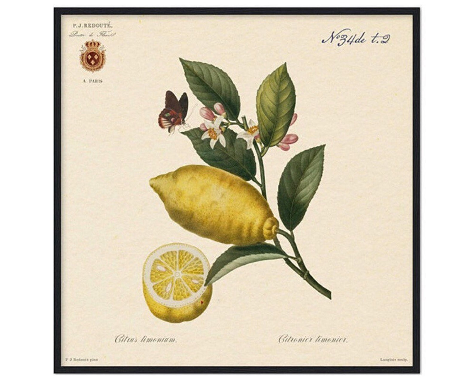 Set of Four Fruit Botanical Prints Vintage French Artworks - Etsy