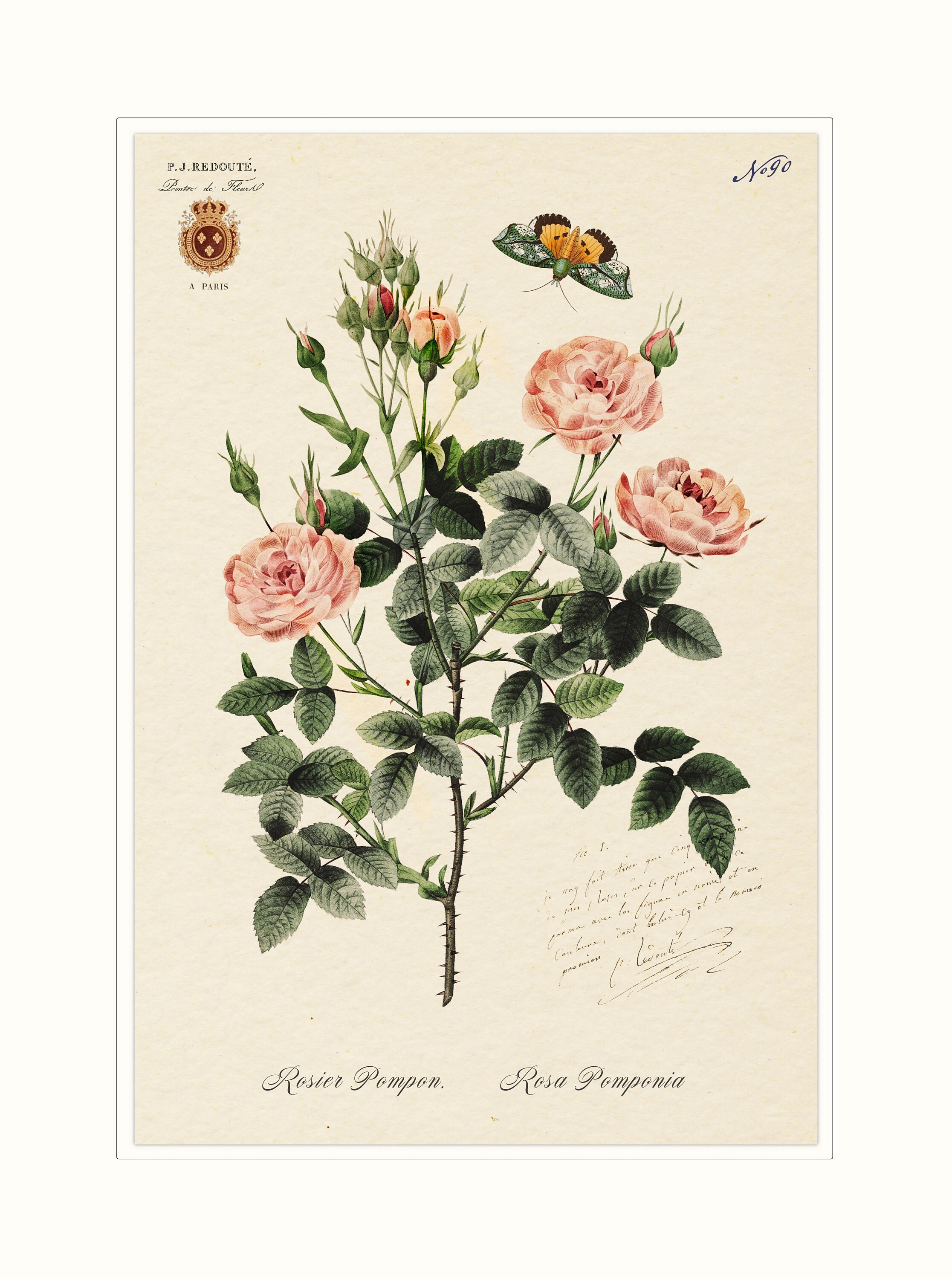 Botanical Rose Print
