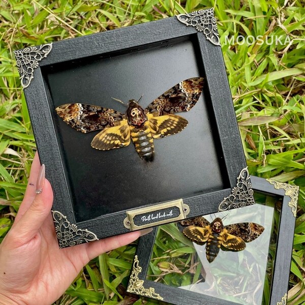 Framed Insects - Etsy