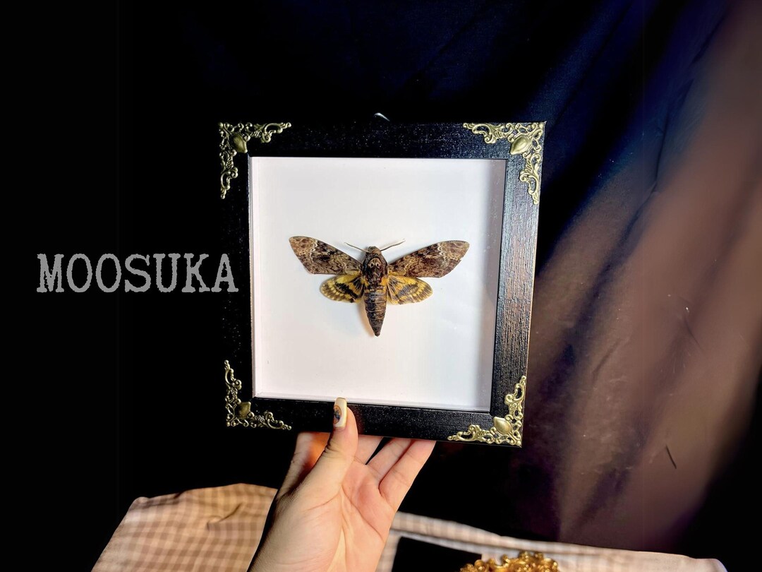 Framed Death's-head Hawkmoth acherontia Atropos Handcrafted Entomology ...