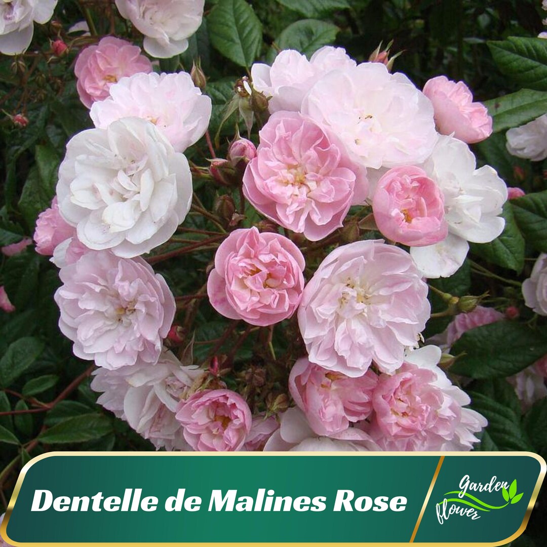 30 Rare Seeds| Dentelle De Malines Rose Seeds - Perennial - Shrubs ...