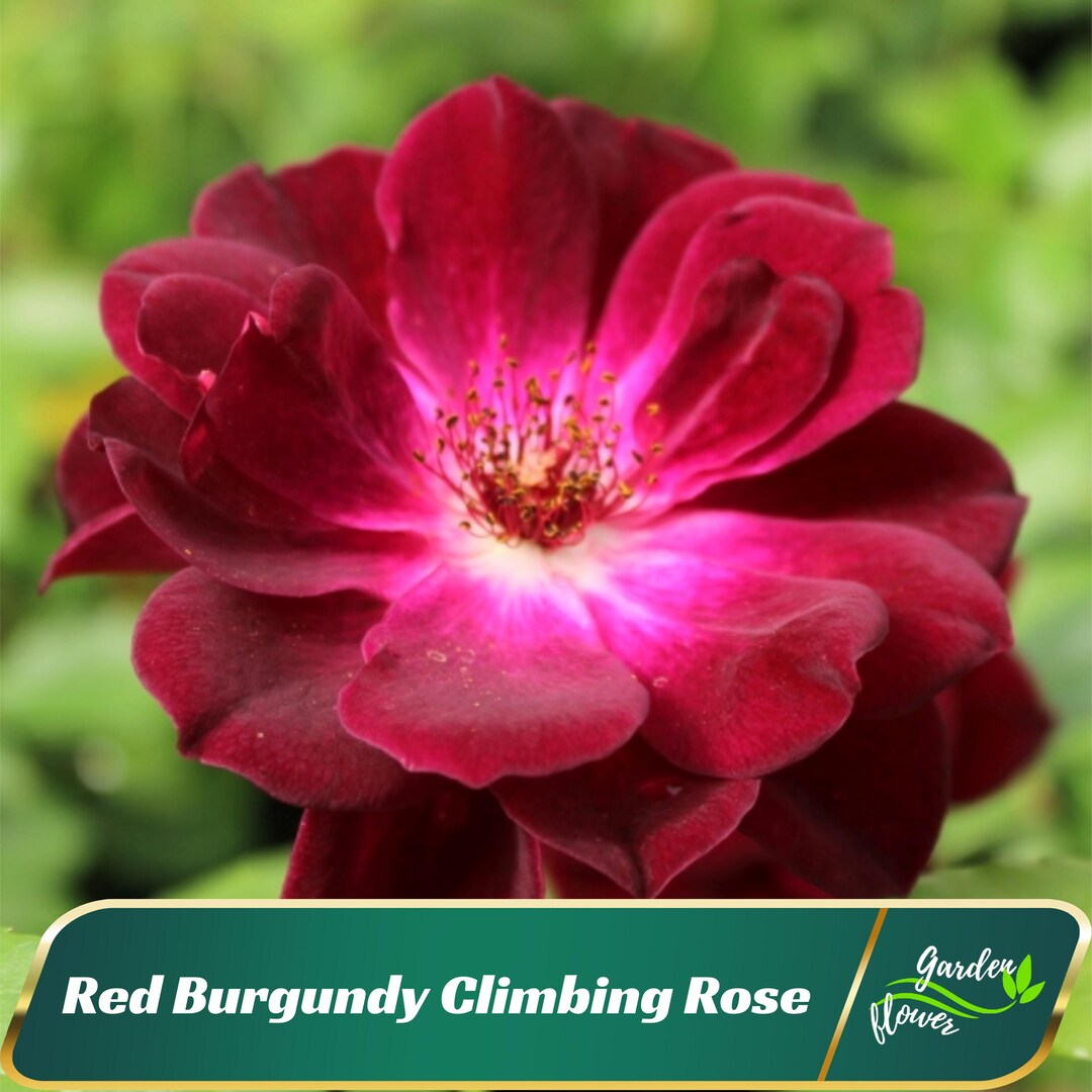 30+ Rare Seeds| Red Burgundy Climbing Rose Seeds - Perennial ...