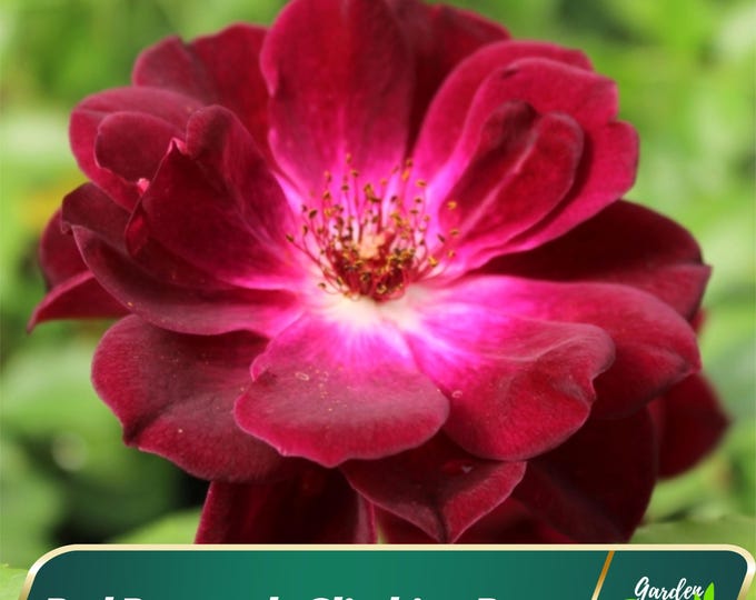 Twilight Rose Seed Flower Dark Red Flower Perennial Authentic Seeds ...