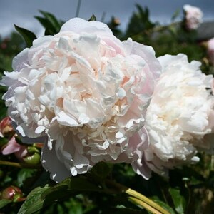10+ Rare Seeds| Moon River Peony Seeds - Perennial - Authentic Seeds ...