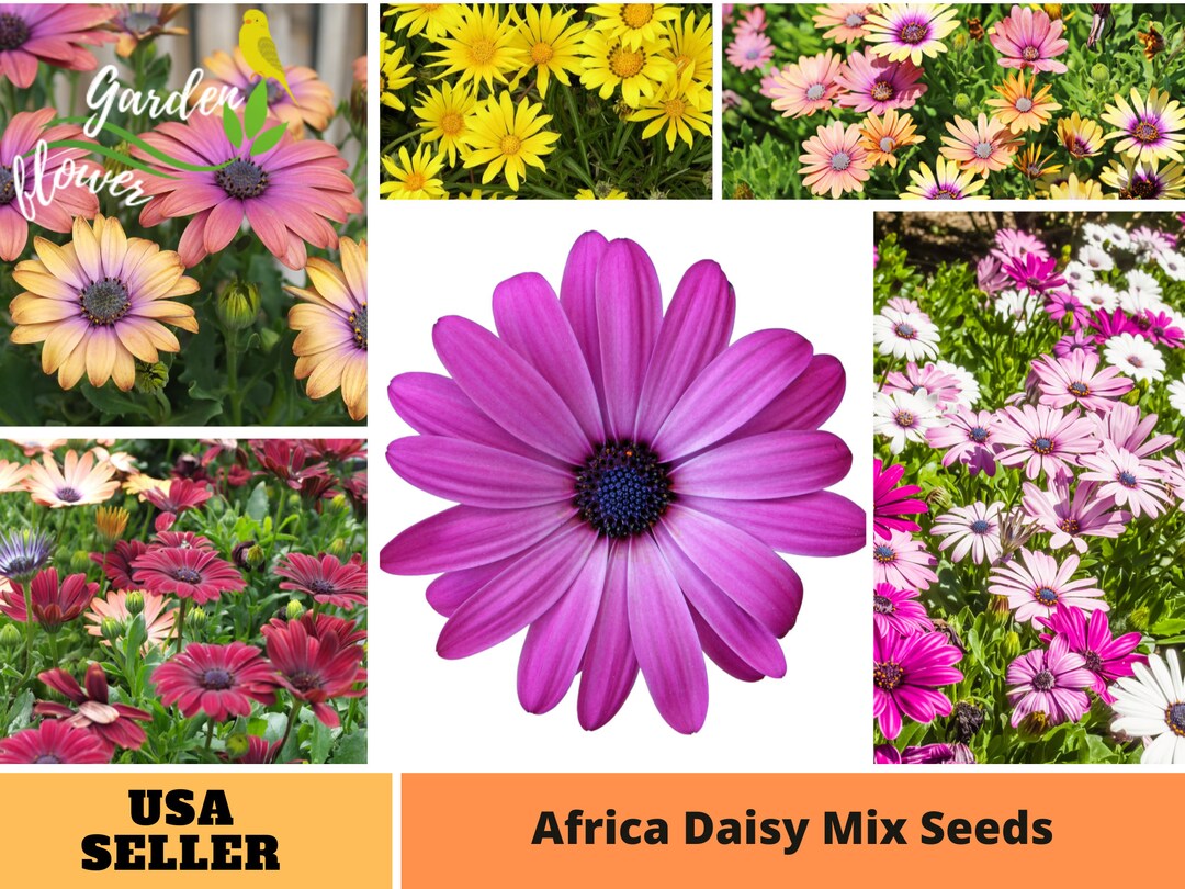 Africa Daisy Mix Seeds Buy 3 Get 1 Free N002 - Etsy