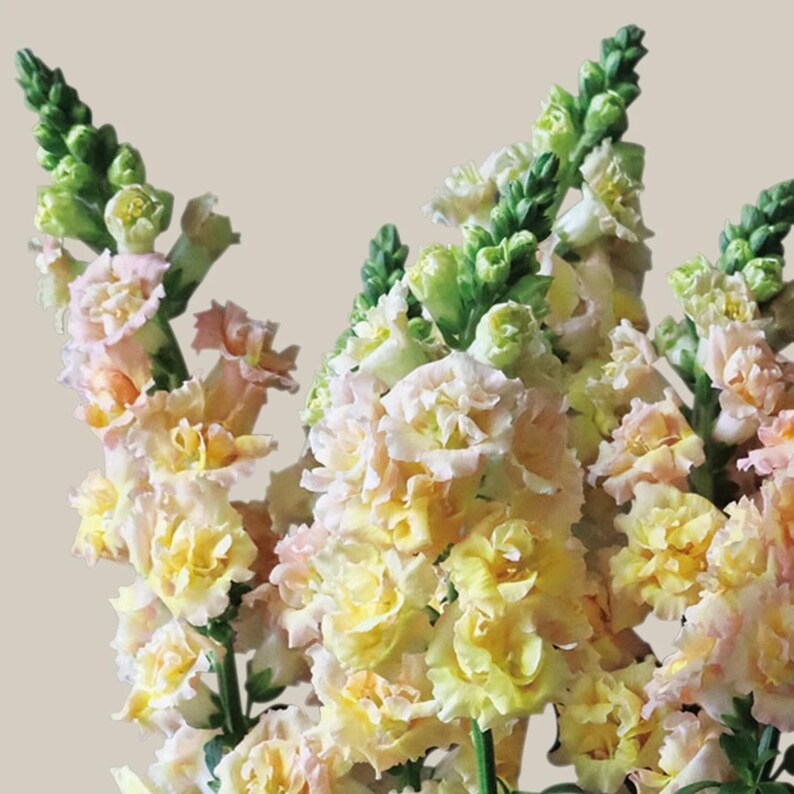 Snapstar Champagne Snapdragon Seeds – Soft Peach-champagne Blooms ...