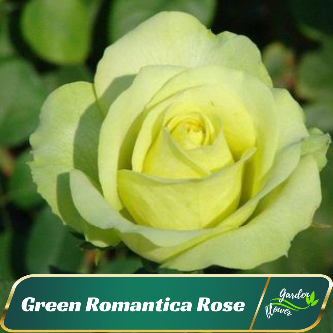 30+ Rare Seed| Bright Green Rose Seeds - Perennial - Authentic Seeds ...