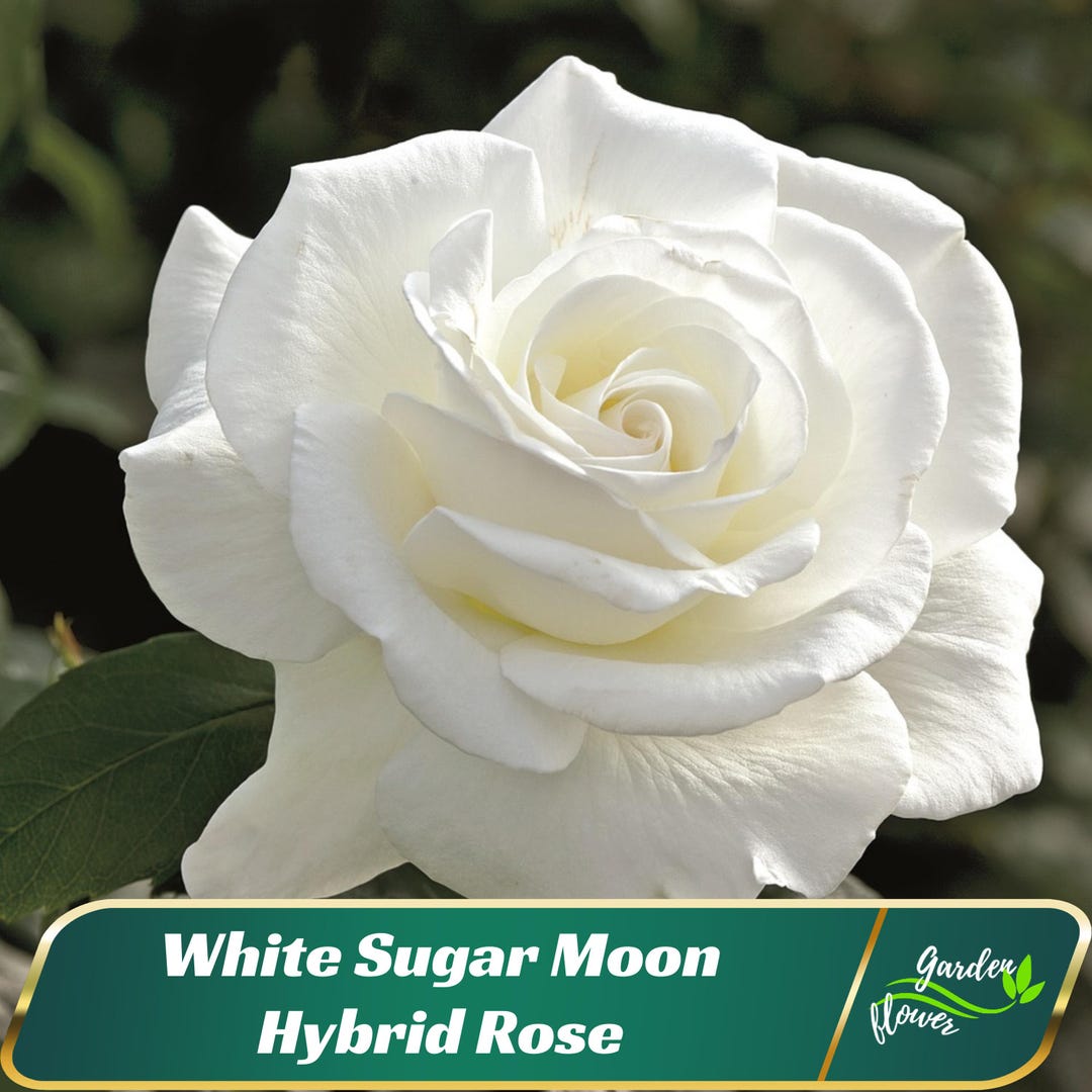 25 Rare Seeds White Sugar Moon Hybrid Flower Rose Seeds Perennial ...