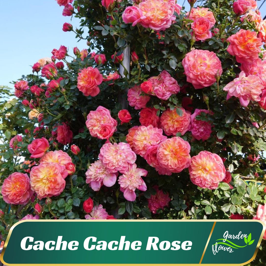 30+ Rare Seeds| Cache Cache Rose Seeds - Perennial - Authentic Seeds ...