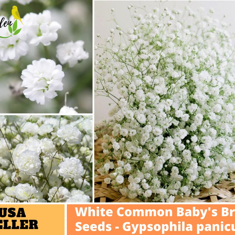 Babys Breath Plant - Etsy