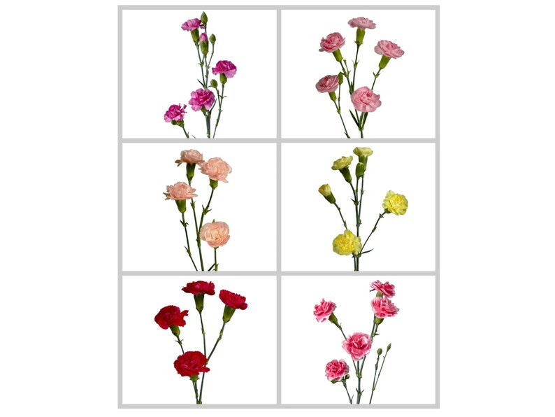 Mixed Mini Carnations - Dianthus - Authentic Seeds - Cold Resistant ...