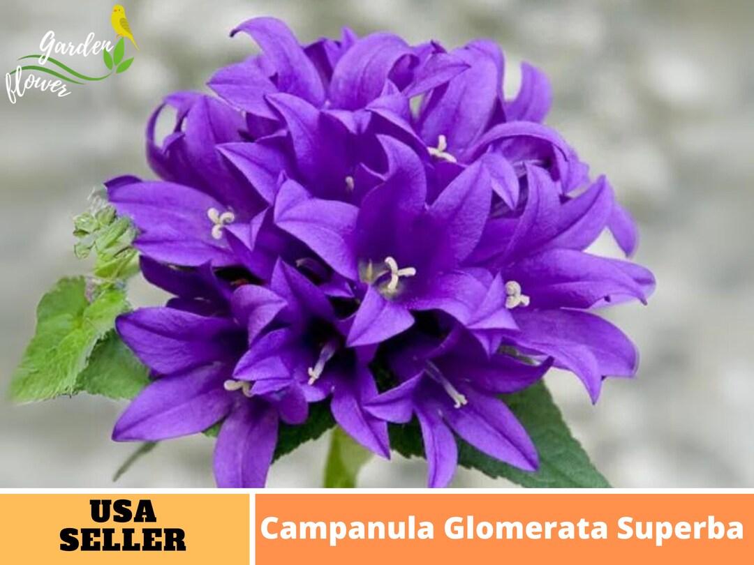 Campanula Glomerata Superba Perennial Authentic Seeds Bellflower Cold ...