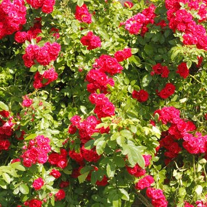 25 Rare Seed Red Climbing Rose Seeds Perennial Authentic Seeds Late ...