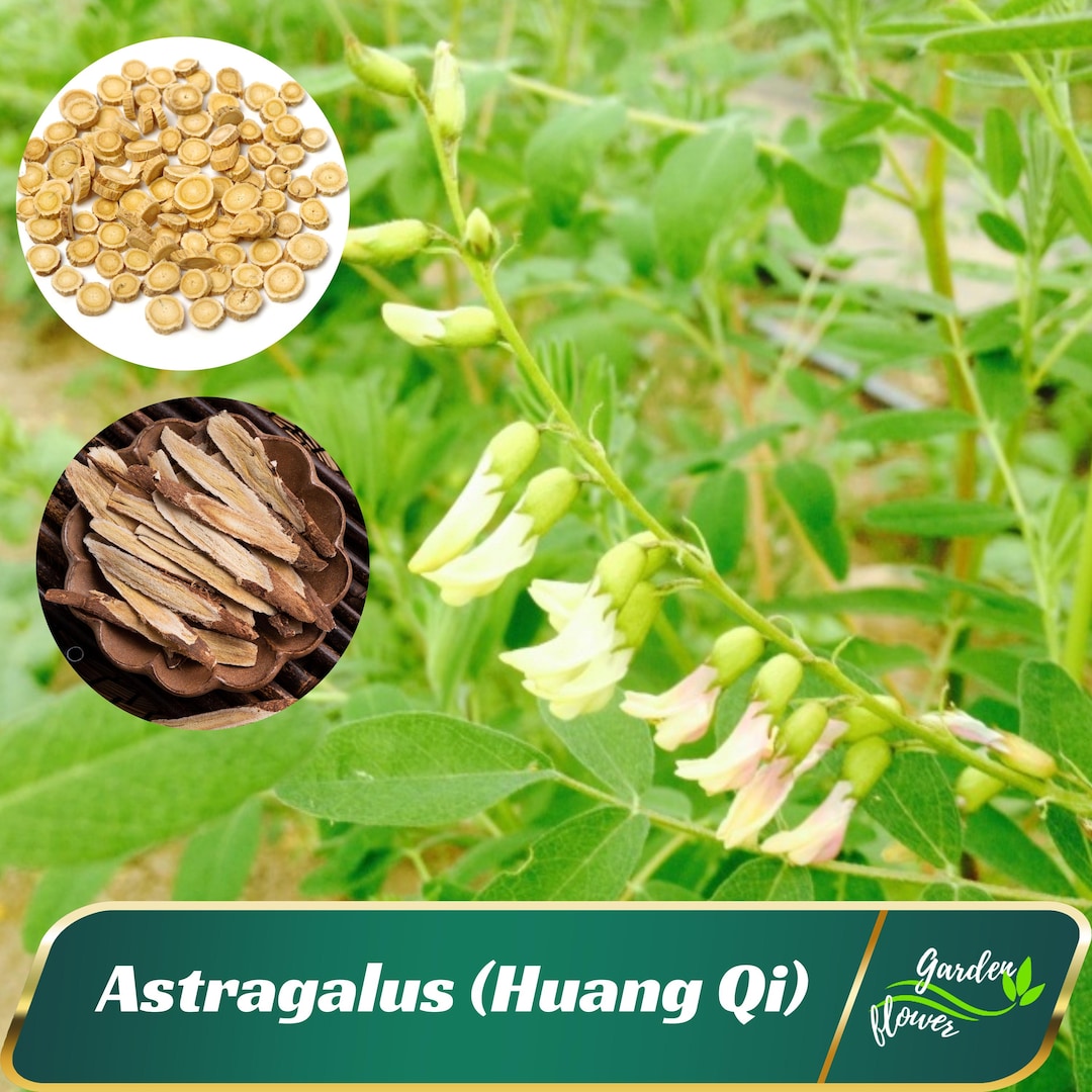 Astragalus (huang Qi) Seeds - Authentic Seeds - Cold Resistant - Open ...
