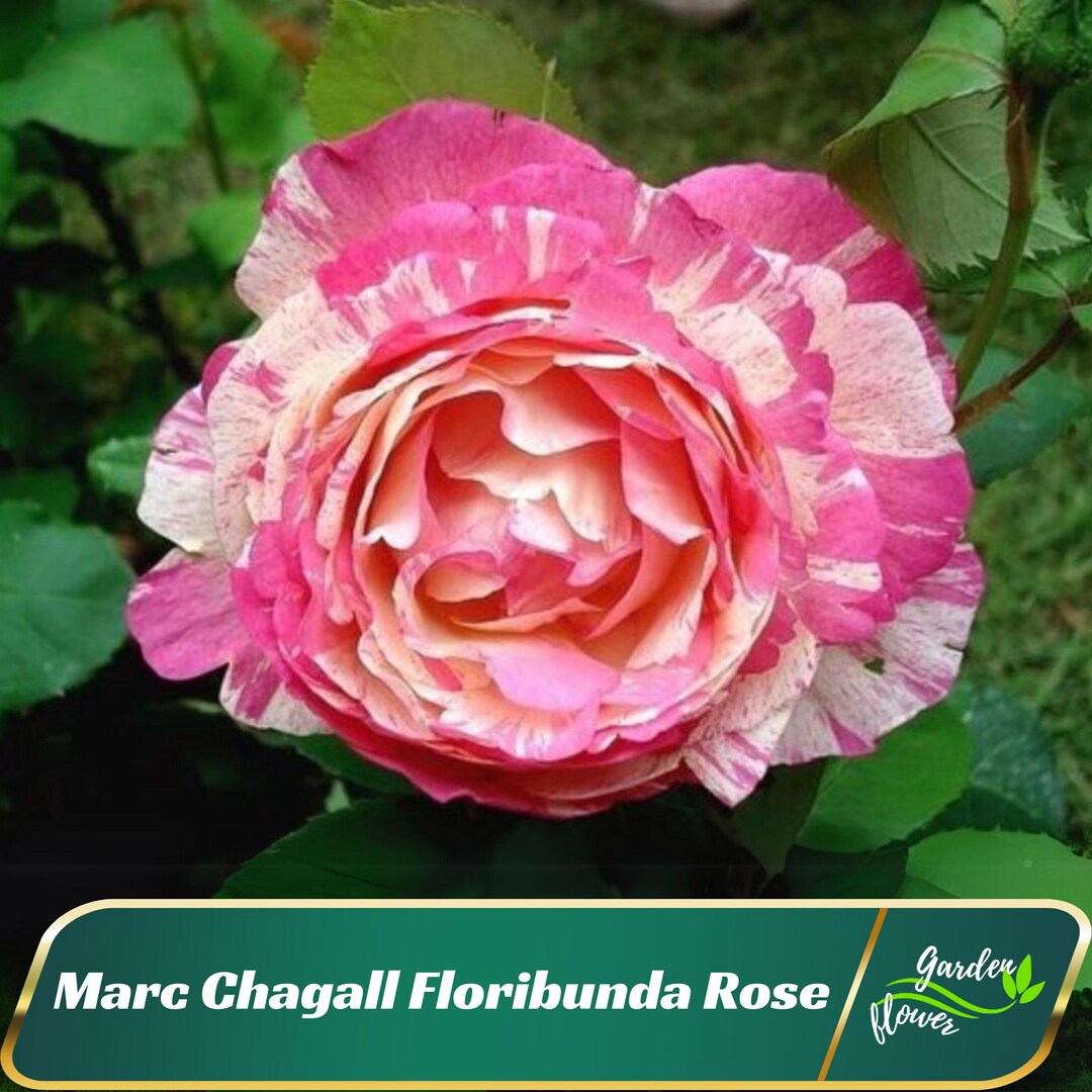 25+ Rare Seeds| Marc Chagall Floribunda Rose Seeds - Perennial - Authentic Seeds - Late Winter ...