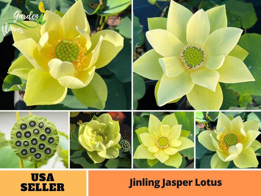 5 Jinling Jasper Lotus Seeds Indian Lotus nelumbo Nucifera Perennial ...