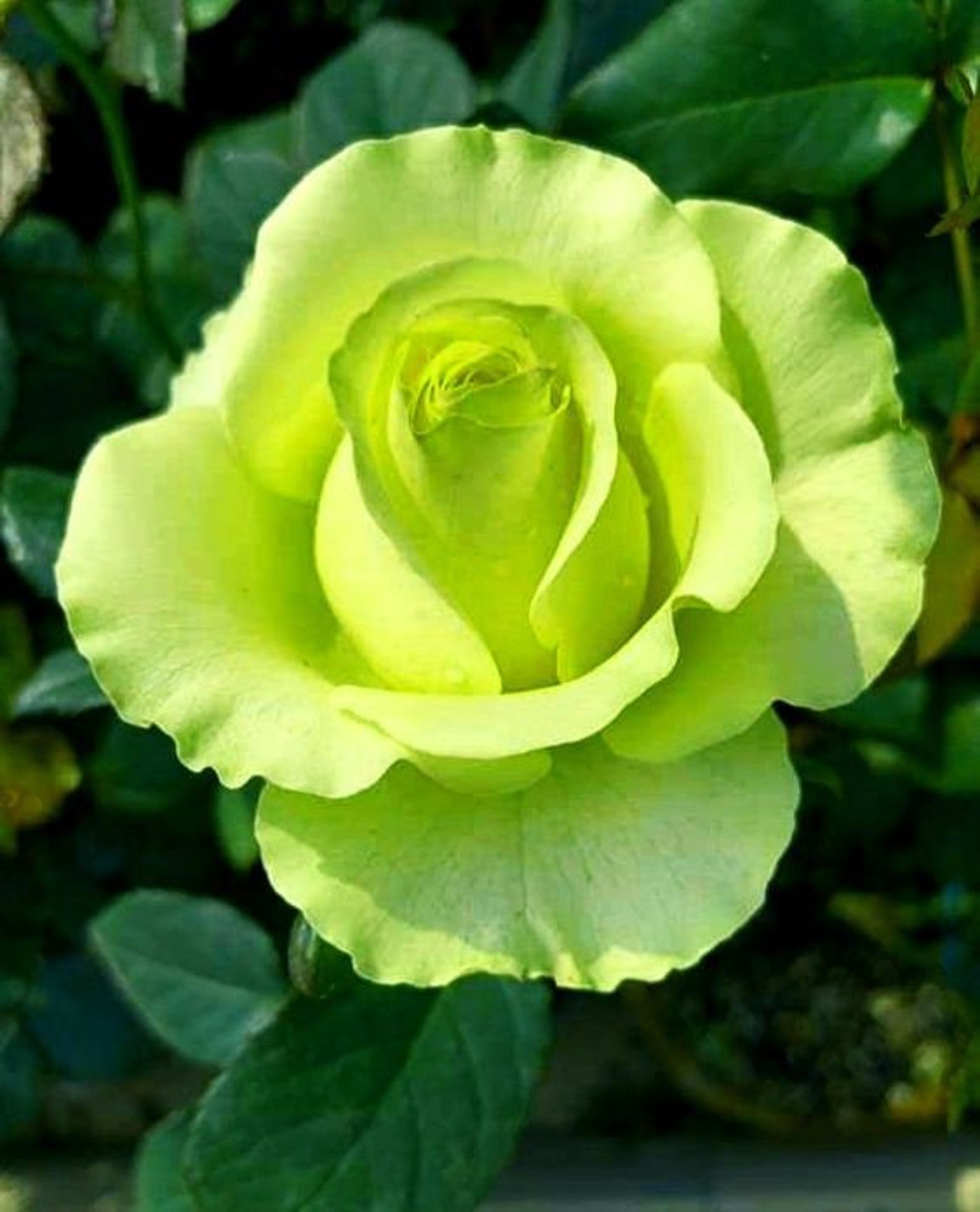 25 Rare Seed Bright Green Rose Seeds perennial authentic - Etsy