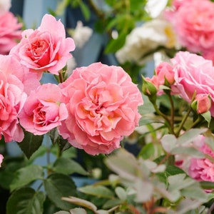 30 Rare Seeds-pink Climbing Rose Seeds-perennial authentic Seeds ...