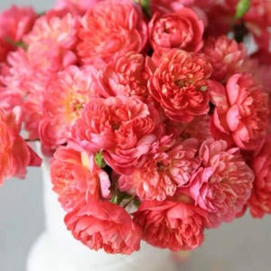 30+ Rare Seeds| Cache Cache Rose Seeds - Perennial - Rose Flower ...