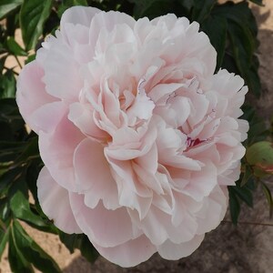 10 Rare Seeds Nick Shaylor Peony Seeds Perennial Authentic Seeds Cold ...