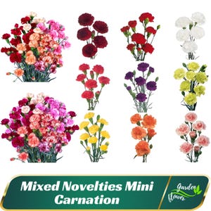 Mixed Mini Carnations - Dianthus - Authentic Seeds - Cold Resistant ...
