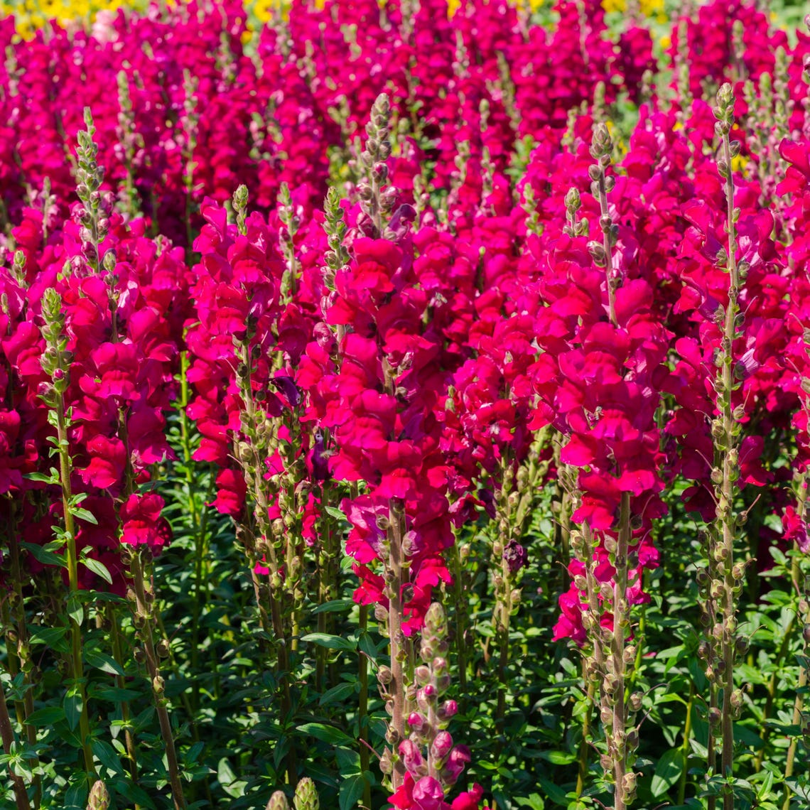 Dark Red Snapdragons Seeds –imson Blooms – Heirloom Flower - Friendly ...