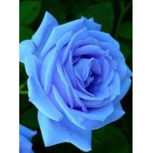30 Rare Seeds| Light Blue Rose Seeds - Perennial - Authentic Seeds ...