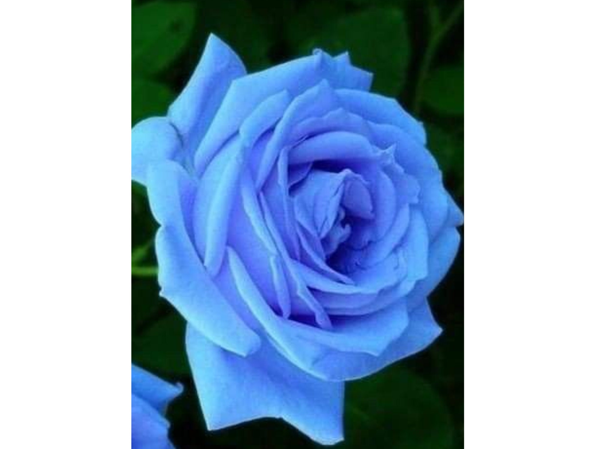 30 Rare Seeds| Light Blue Rose Seeds - Perennial - Authentic Seeds ...