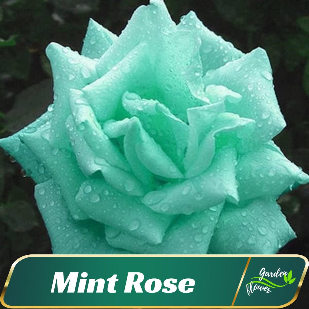 25+ Rare Seeds| Mint Rose Seeds - Perennial - Authentic Seeds - Rose ...