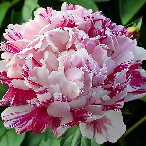 10 Rare Seeds Candy Stripe Peony Seeds B037 BUY 3 GET 1 | Etsy