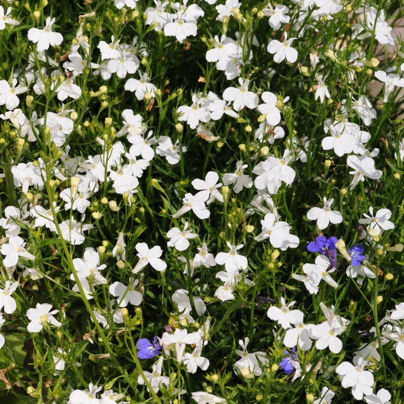 Regatta White Lobelia Erinus Seeds- Flowering-fast Growing- Open ...