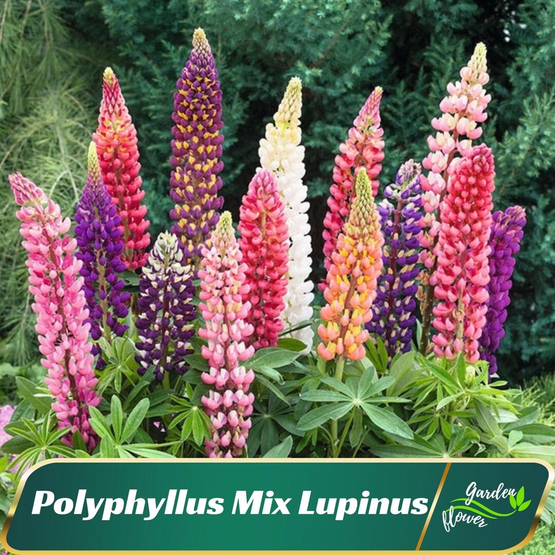 Lupinus Polyphyllus Mix- Authentic Seeds ~ GMO Free ~ Seeds~flower ...