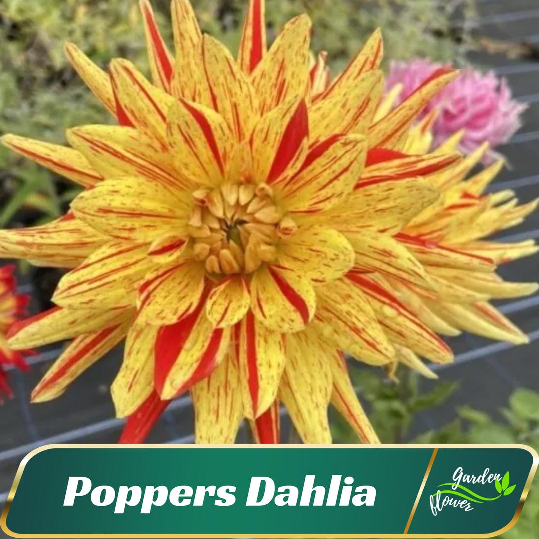 Yellow Red Poppers Dahlia Flower Seeds - Perennial - Flowering - Fast ...