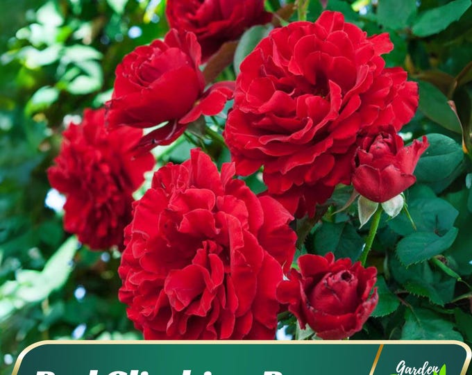 Twilight Rose Seed Flower Dark Red Flower Perennial Authentic Seeds ...