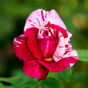 30 Rare Seeds- Red White Striped Rose Seeds - Perennial - Authentic ...