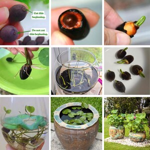 5+ Rare Seeds| PRAIRIE STAR Mini Lotus - Mini Lotus Seeds - Indian ...