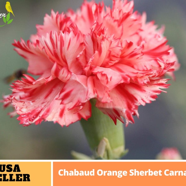 Chabaud - Etsy
